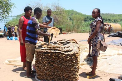 Countries Validate Green Pass Implementation Modalities for Fish Trade ...